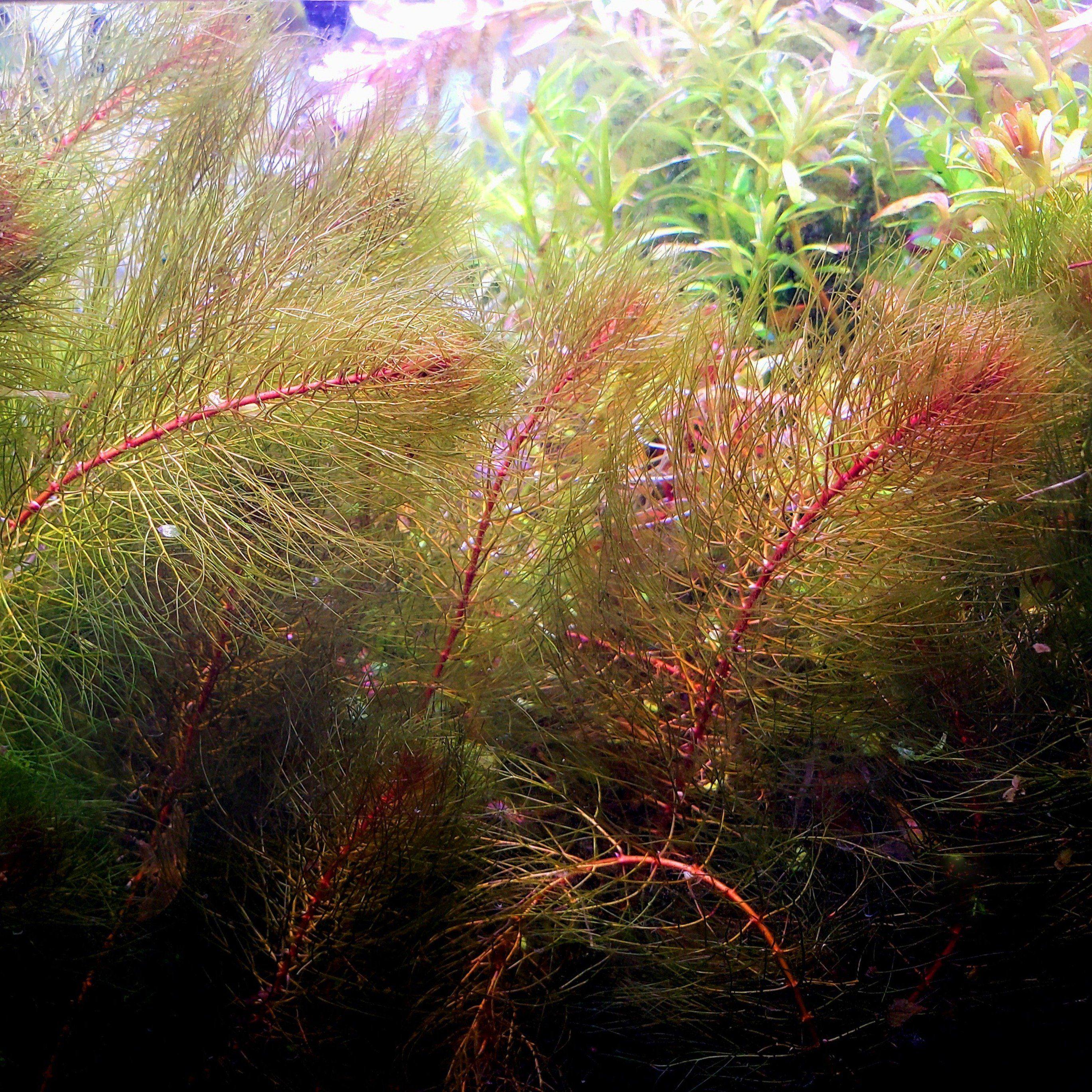 Myriophyllum Heterophyllum Myrio Red | Canton Aquatics