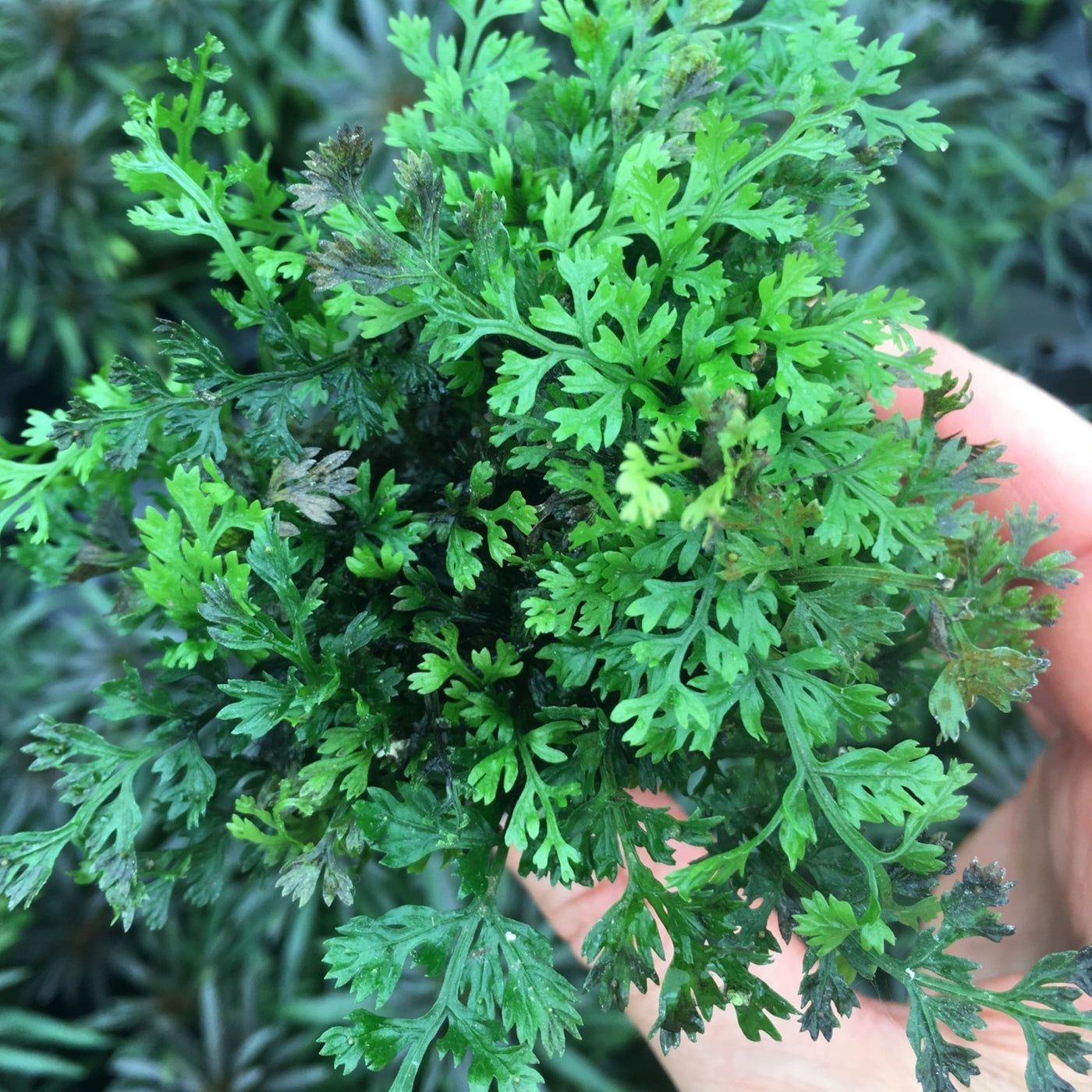 Top 10 Aquarium Plants for a Stunning Aquascape – Canton Aquatics